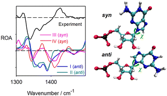 Molecular dynamics and Raman optical activity spectra reveal nucleotide ...