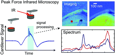 Principle and applications of peak force infrared microscopy - Chemical ...