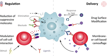 New opportunities for immunomodulation of the tumour microenvironment ...