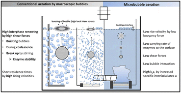 Enhanced enzyme stability and gas utilization by microbubble aeration ...