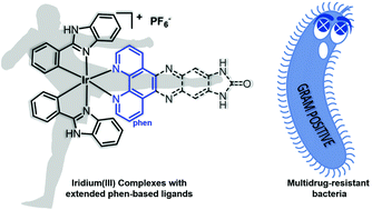 Inert cationic iridium(iii) complexes with phenanthroline-based ligands ...