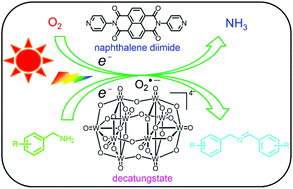 Merging of the photocatalyst decatungstate and naphthalene diimide in a ...