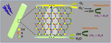 Preparation of P-doped CdS nanorods as an efficient photocatalyst for ...