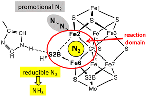 The binding of reducible N2 in the reaction domain of nitrogenase ...