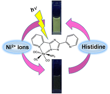 A neutral mononuclear rhenium(i) complex with a rare in situ-generated ...