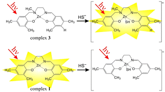 Salen, salan and salalen zinc(ii) complexes in the interaction with HS− ...