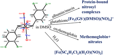 A nitrosyl iron complex with 3.4-dichlorothiophenolyl ligands ...