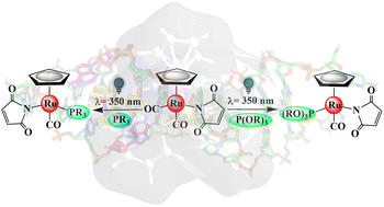 Piano-stool ruthenium(ii) complexes with maleimide and phosphine or ...