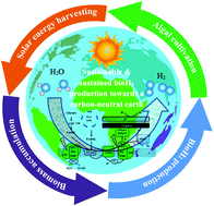 Global potential of algae-based photobiological hydrogen production ...