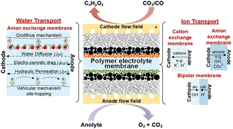 How membrane characteristics influence the performance of CO2 and CO ...