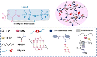 A strongly complexed solid polymer electrolyte enables a stable solid ...