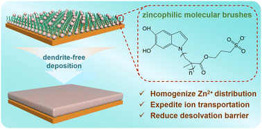 Molecular brush: an ion-redistributor to homogenize fast Zn2+ flux and ...