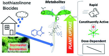 Rapid plant uptake of isothiazolinone biocides and formation of ...
