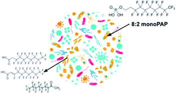 The human fecal microbiome contributes to the biotransformation of the ...