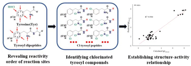 Identification of chlorinated products from tyrosine and tyrosyl ...