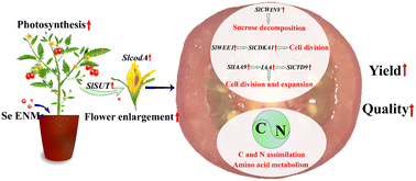 Selenium nanomaterials induce flower enlargement and improve the ...