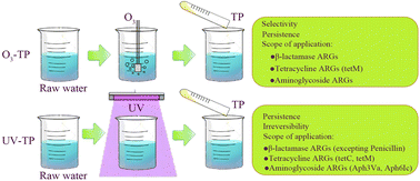 Study on the effect of a tea polyphenol disinfectant on antibiotic ...