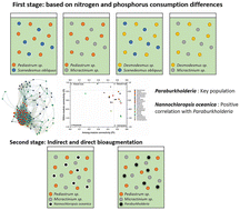 Construction of microalgae polyculture based on key population analysis ...