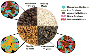 Understanding the impact of different source water types on the biofilm ...