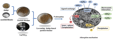 Sludge-based biochar with lanthanum modification for phosphate recovery ...