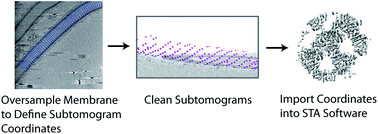 Strategies for picking membrane-associated particles within subtomogram ...