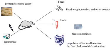 Evaluation of the effect of prebiotic sesame candies on loperamide ...