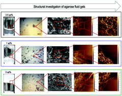 Molecular behavior of fluid gels – the crucial role of edges and ...