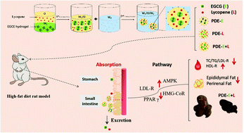 Co-delivery of EGCG and lycopene via a pickering double emulsion ...