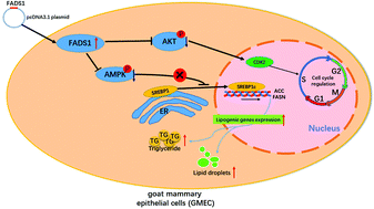 FADS1 overexpression promotes fatty acid synthesis and triacylglycerol ...