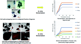 In vitro fermentation profiles of undigested fractions from legume and ...