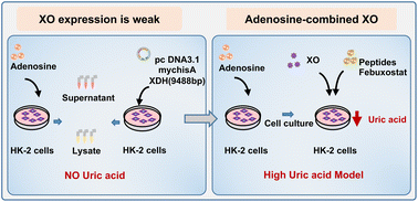 A modified xanthine oxidase cell model for screening of ...