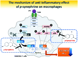 p-Synephrine suppresses inflammatory responses in lipopolysaccharide ...