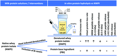 Assessment of milk protein digestion kinetics: effects of denaturation ...