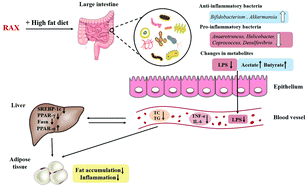 Arabinoxylan from rice bran protects mice against high-fat diet-induced ...