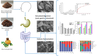 Phytochemical profile, bioactivity and prebiotic potential of bound polyphenols released from ...