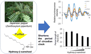 Hydroxy-β-sanshool isolated from Zanthoxylum piperitum (Japanese pepper ...