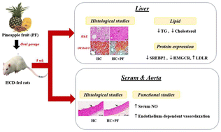 Pineapple fruit improves vascular endothelial dysfunction, hepatic ...