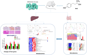 The signatures of liver metabolomics and gut microbiota in high-fat ...