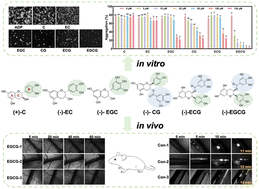 Hydroxyls on the B ring and gallic acyl are essential for catechins to ...