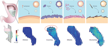 Lipid emulsion interfacial design modulates human in vivo digestion and ...