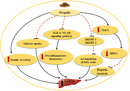 Propolis supplementation in obese patients with non-alcoholic fatty ...