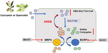 O-Sulfation disposition of curcumin and quercetin in SULT1A3 ...