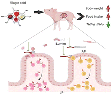 Ellagic acid prevents gut damage via ameliorating microbe-associated ...