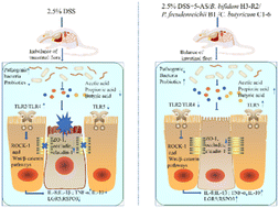 Strains producing different short-chain fatty acids alleviate DSS ...