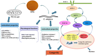 Hawthorn fruit extract ameliorates H2O2-induced oxidative damage in ...