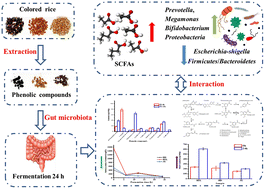 Gut microbiota derived structural changes of phenolic compounds from ...