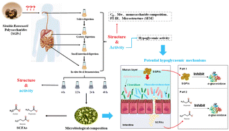 In vitro digestion and fecal fermentation of Siraitia grosvenorii polysaccharide and its impact ...