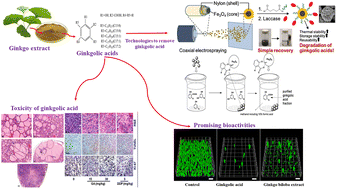A critical review of ginkgolic acids in Ginkgo biloba leaf extract (EGb ...