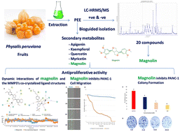 Antiproliferative potential of Physalis peruviana-derived magnolin ...