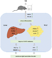 Nicotinamide riboside ameliorates high-fructose-induced lipid ...